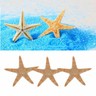 Mini Natural Starfish Shell Beach Sea Star Landscape Crafts Making ...