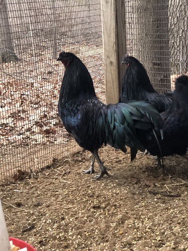 10+ Fertile Rare Black Sumatra Hatching Eggs | eBay