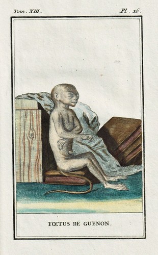 Fötus Fetus Suricates Guenon Singe Monkey Singes Singe Ape Engraving ...