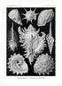 Oyster Shells & Clam Shells Ernst Haeckel 1904 Illustration, 4 x 6"-16 ...