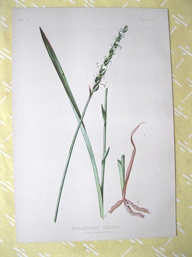 Vintage Flower Print,LADIES TRACES ,Prang,1878 | eBay