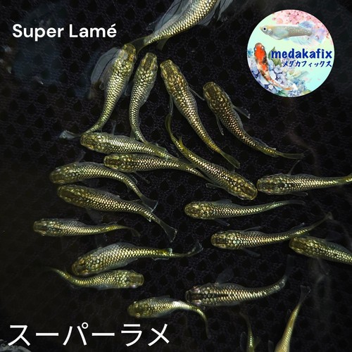 [LIVE FISH] スーパーラメSuper Lamé Medaka Rice Fish 4+1 DOA JUVENILE- US Bred ...