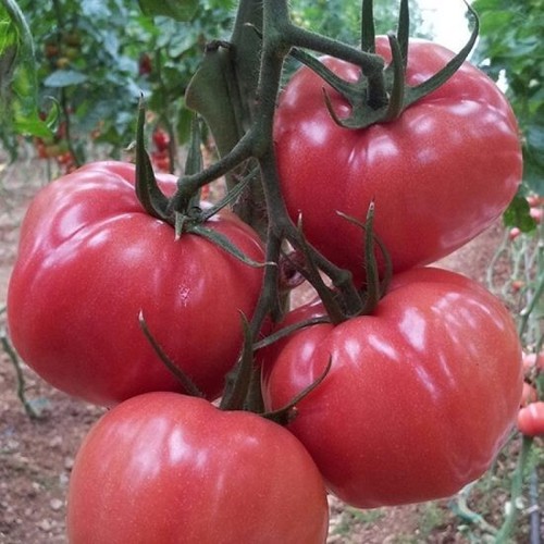 Premium Tomato Sultan Seeds - 50 Seeds for Thriving Gardens! | eBay