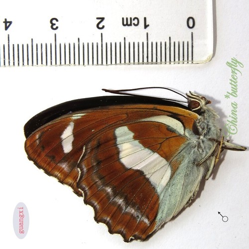 collection 5 pcs unmounted butterfly nymphalidae athyma punctata China A1 A1- | eBay