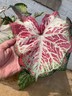 (2ct) Caladium Starburst Bulbs Supplies Limited 2022 | eBay