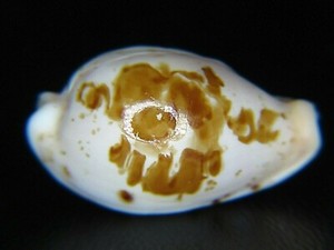 seashellauction | eBay Stores