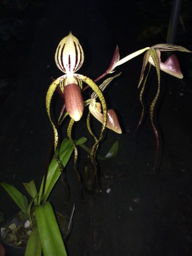 SANDERIANUM MULTIFLORAL PAPH ORCHID HYBRID sander's Pride NBS | eBay