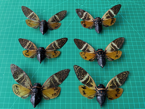 6 Real Cicada Insect Collection Specimen Taxidermy Beetle Gothic Decor ...