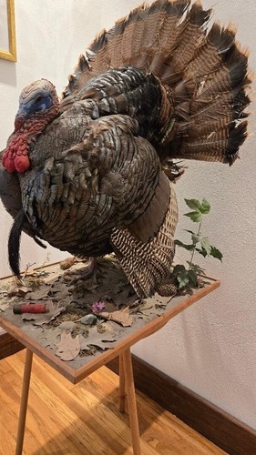 Eastern Turkey Full Strut Taxidermy Bird Mount *Fantastic* | eBay