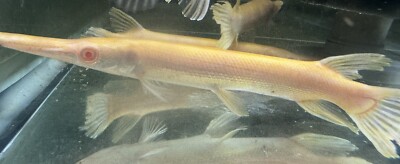 Live Aquarium Alligator Gar Fish for sale | eBay