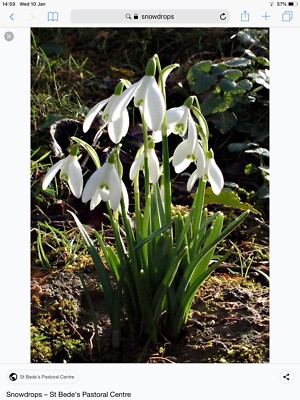 Snowdrop Galanthus Seeds & Bulbs Bulb for sale | eBay