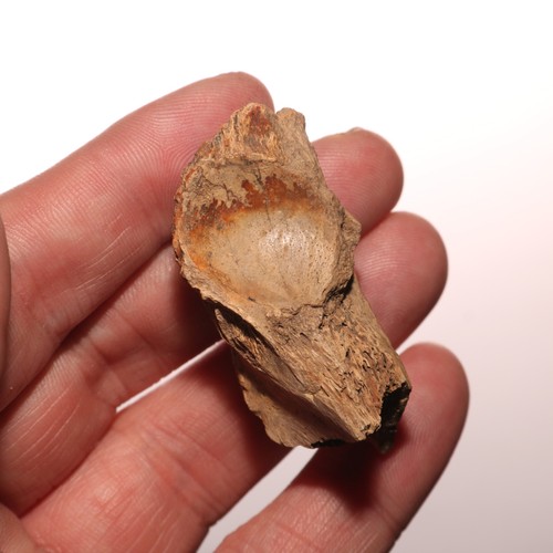 Rooted Torosaurus Triceratops Tooth Dino Fossil- Hell Creek Formation ...