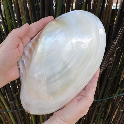 Oyster Shell in Collectable Shells for sale | eBay