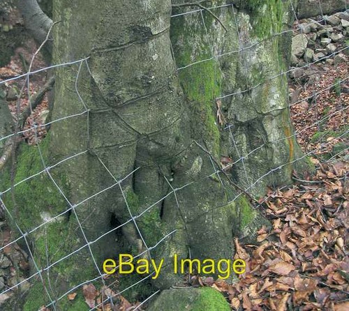 Photo 6x4 Fence absorbed by tree Dre-fach/SN6516 I have no idea how ...