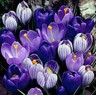 20 CROCUS SPECIE MIX BULB CORM AUTUMN GROWING GARDENING SPRING ...