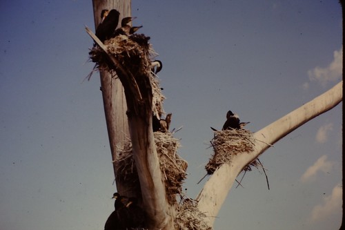 BIRDS IN NESTS African Safari Africa Vintage 1980's 35mm Slide QTR24 | eBay