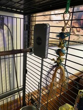 Large Bird Cage for sale| 57 ads for used Large Bird Cages
