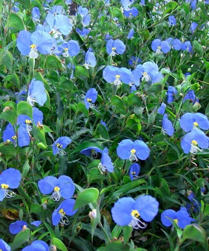 30+ Asiatic Dayflower Herb Seeds (Commelina communis) Organic, Heirloom ...