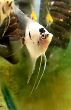 Live Aquarium Angelfishes for sale | In Stock | eBay