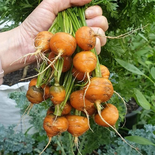 Carrot Paris Seeds ROUND CARROT Vegetable Seeds Mini Carrots Parisian ...