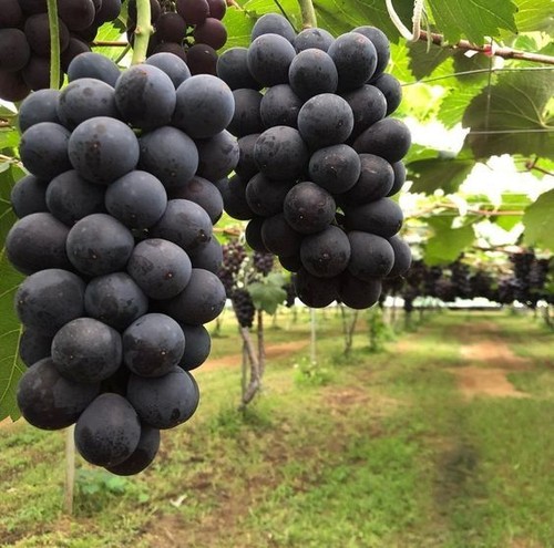 5+ Cutting Kyoho Grape Stem (Vitis vinifera) Fresh Cut | eBay