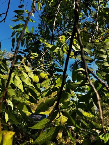 2.5+ Lbs of Organic Black Walnuts | eBay