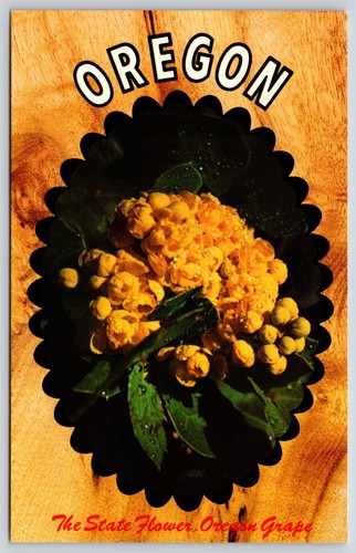 Postcard Low Oregon Grape, The State Flower, Oregon Unposted | eBay