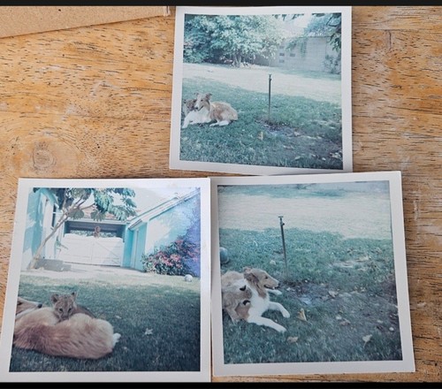 VINTAGE LASSIE COLLIE DOG MGM TV STAR CANDID PHOTOs LION C RUDD ...