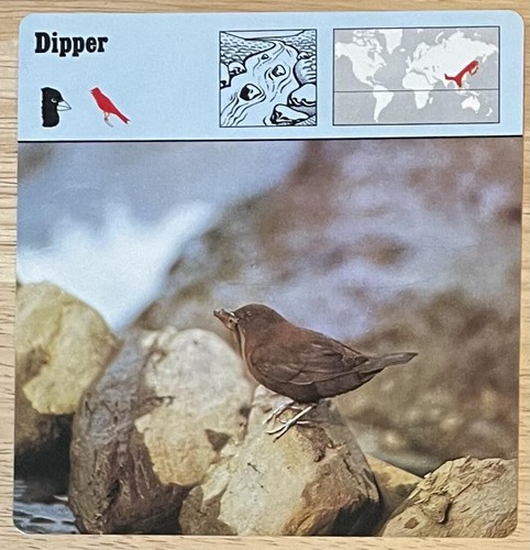 DIPPER, 1977 EDITIONS RECONTRE 4 3/4" x 4 3/4" CARD | eBay