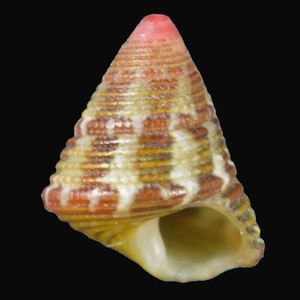 xavishells | eBay Stores