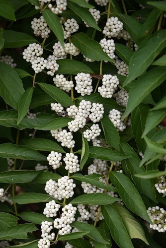 Callicarpa americana lactea | White American Beautyberry | 3 cuttings ...