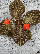 Episcia Houseplants for sale | In Stock | eBay