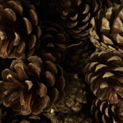 Pine Cone for sale | eBay
