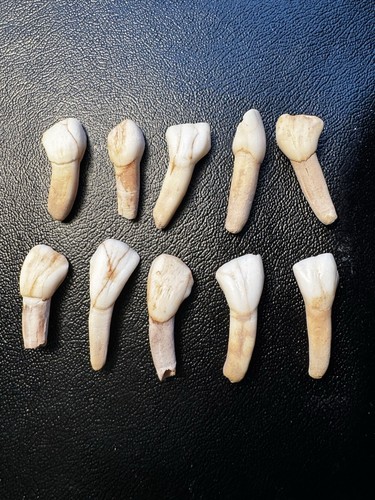 10 Miscellaneous Elk Teeth Ivory Type Teeth Like Whistlers | eBay