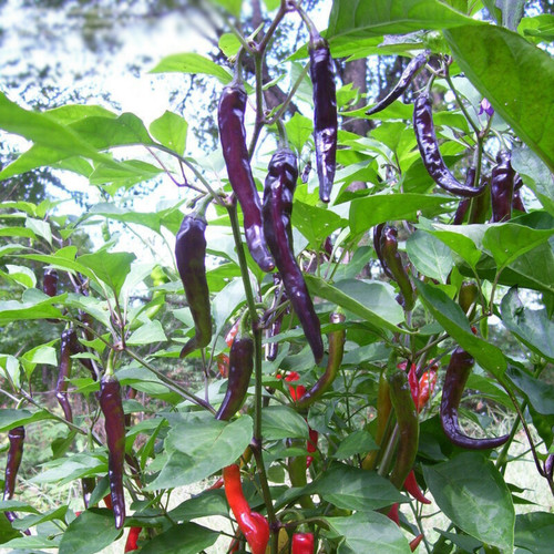 PURPLE CAYENNE PEPPER SEEDS | 20 SEEDS | RARE | HOT & SPICY | NON-GMO ...