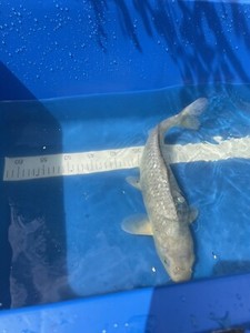 Koi Carp Fish for sale | eBay