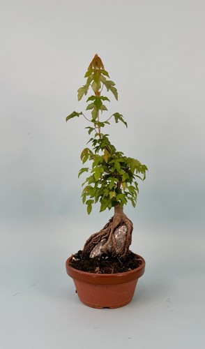 Trident Maple Root Over Rock Bonsai | eBay