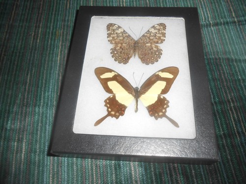 2 real framed buterflies from peru in riker mount insect butterfly #5 ...