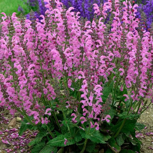 Moulin Rouge - Salvia Fashionista® - Gallon Pot - Meadow Sage | eBay
