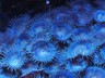 SAF~ Rasta Zoanthid Single Polyp Frag, Palythoa, Paly, Zoa, Coral ...