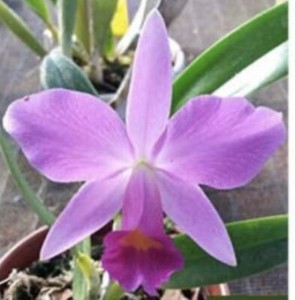 Machiela's Orchids | eBay Stores