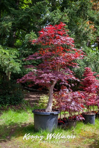 FIREGLOW - RED JAPANESE MAPLE - 35 GALLON SPECIMEN - LARGE ACER ...