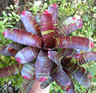 Neoregelia 'Sheba' bromeliad offset | eBay