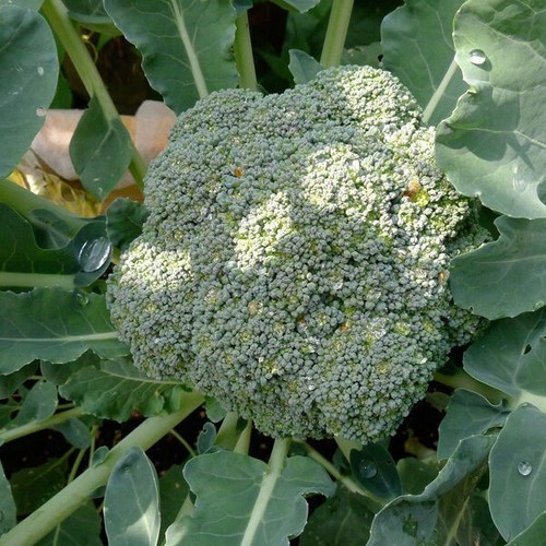 BROCCOLI MARATHON F1 SEEDS Hybrid Vegetable Seeds Winter Hardy Broccoli ...