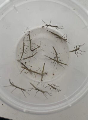 Stick Insect Nymphs for sale | eBay