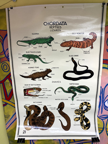 Chordata, reptiles lizards, #21 vintage biology poster | eBay