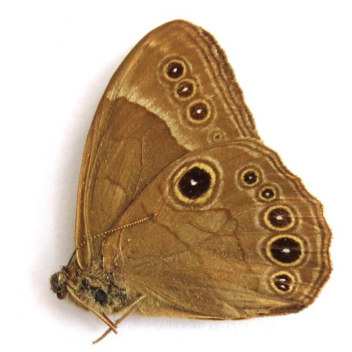 2 pcs unmounted folded real butterfly satyridae lethe marginalis CHINA ...