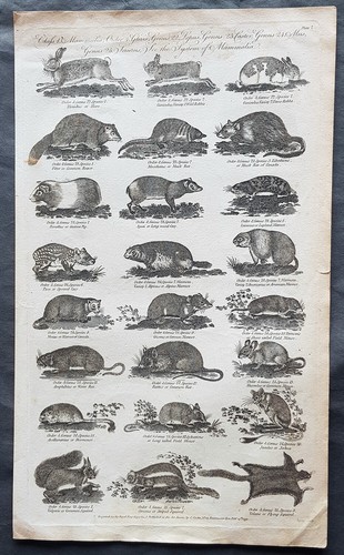 1798 William H Hall Antique Print of Classifications of Mammals Rabbits ...