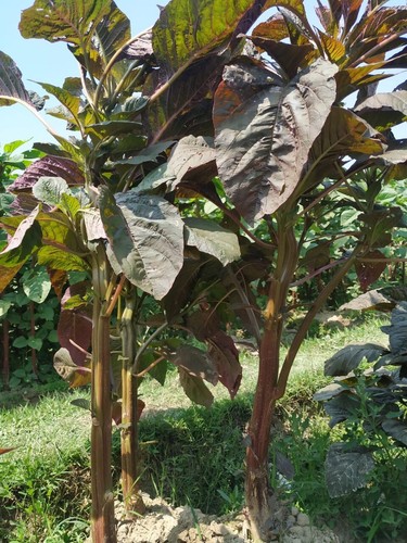 Stem Amaranth (Data Shak ) - Bhutan Soft Light Red Asian Spinach 9000 ...