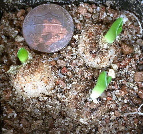 Succulent Bulbous Plant - Polyxena longituba - ONE PLANT FROM GROUP! | eBay